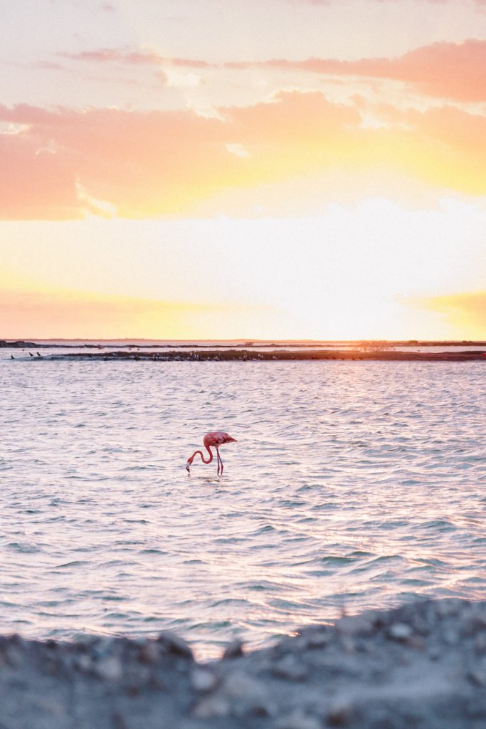 Las Coloradas: How to visit the Pink Lagoon in Mexico – an updated ...