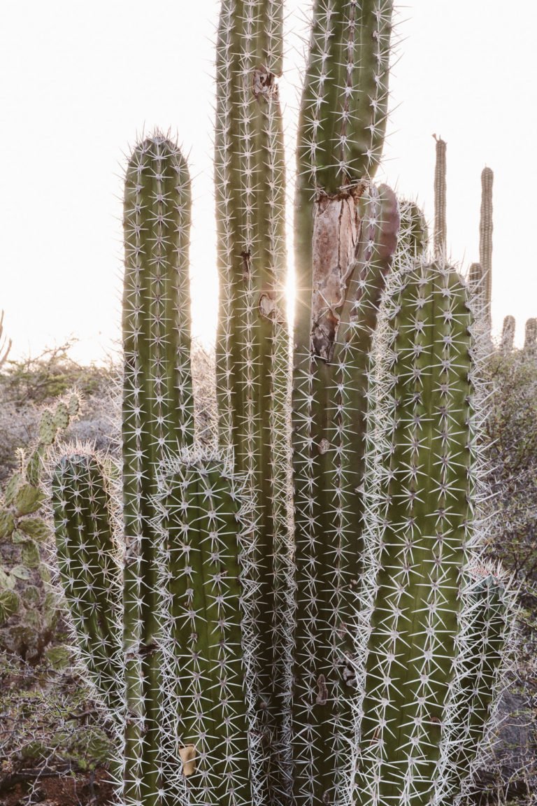 How to travel: One week in Aruba – THETRAVELBLOG.at