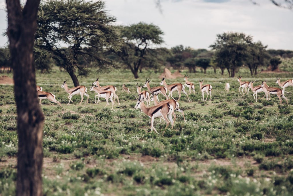 Erindi Private Game Reserve – THETRAVELBLOG.at – Curious minds ...