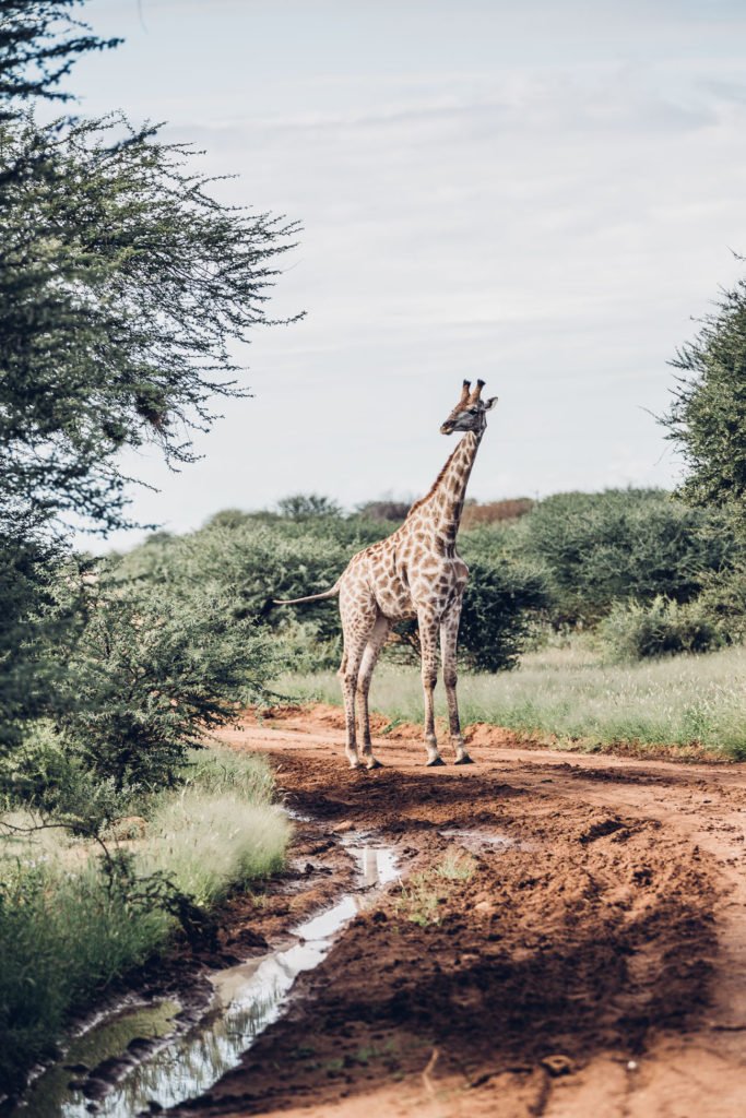 Erindi Private Game Reserve – THETRAVELBLOG.at – Curious minds ...