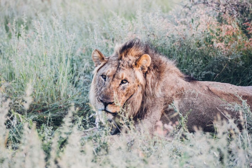 Erindi Private Game Reserve – THETRAVELBLOG.at – Curious minds ...