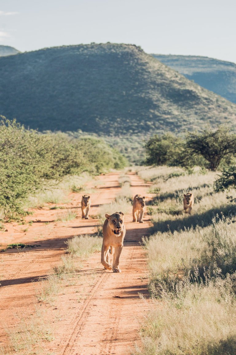 Erindi Private Game Reserve – THETRAVELBLOG.at – Curious minds ...