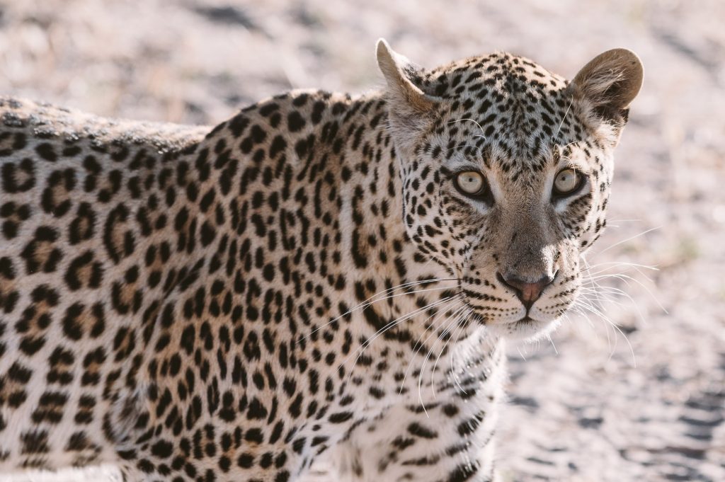 Wildlife photography with the new Nikon Z 6 – THETRAVELBLOG.at ...