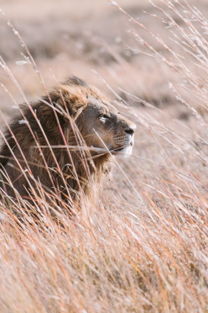 Wildlife photography with the new Nikon Z 6 – THETRAVELBLOG.at ...