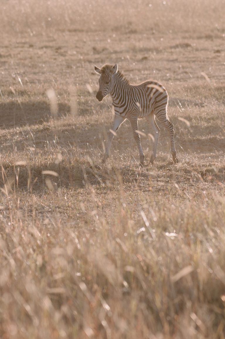 Wildlife photography with the new Nikon Z 6 – THETRAVELBLOG.at ...