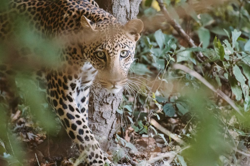 Wildlife photography with the new Nikon Z 6 – THETRAVELBLOG.at ...