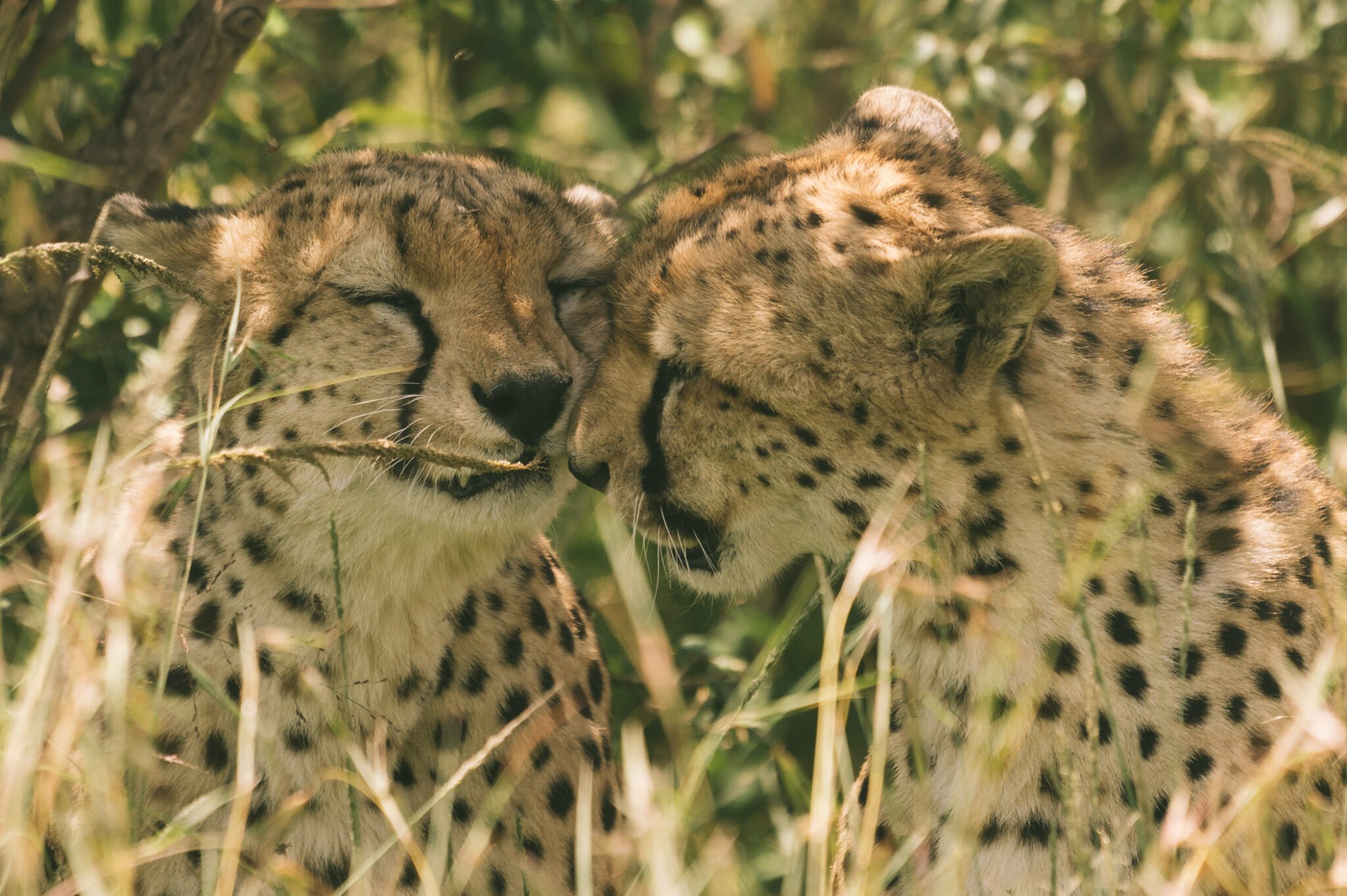 Cottar’s: Safari in 1920s Style – THETRAVELBLOG.at – Curious minds ...