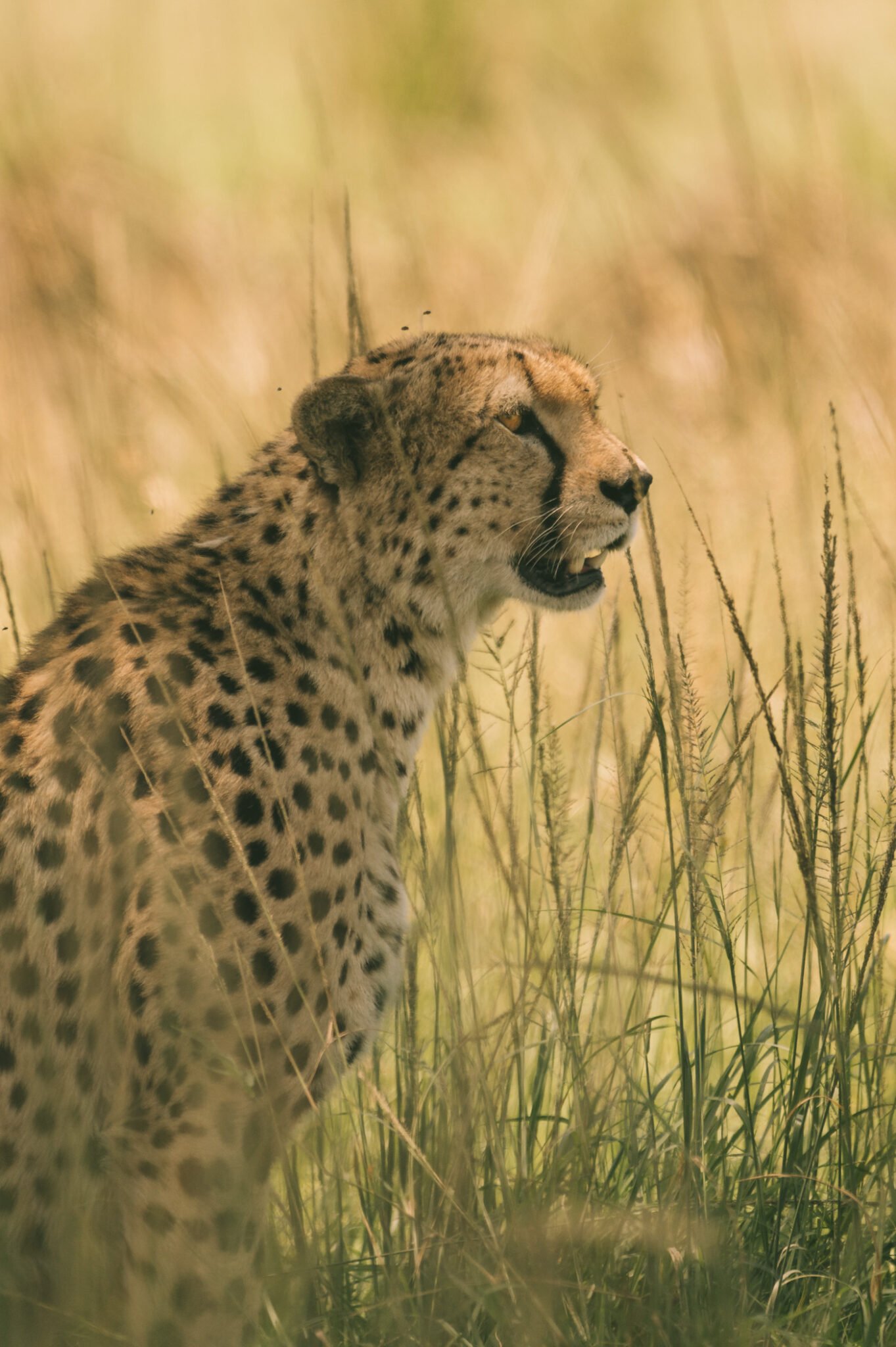 Cottar’s: Safari in 1920s Style – THETRAVELBLOG.at – Curious minds ...